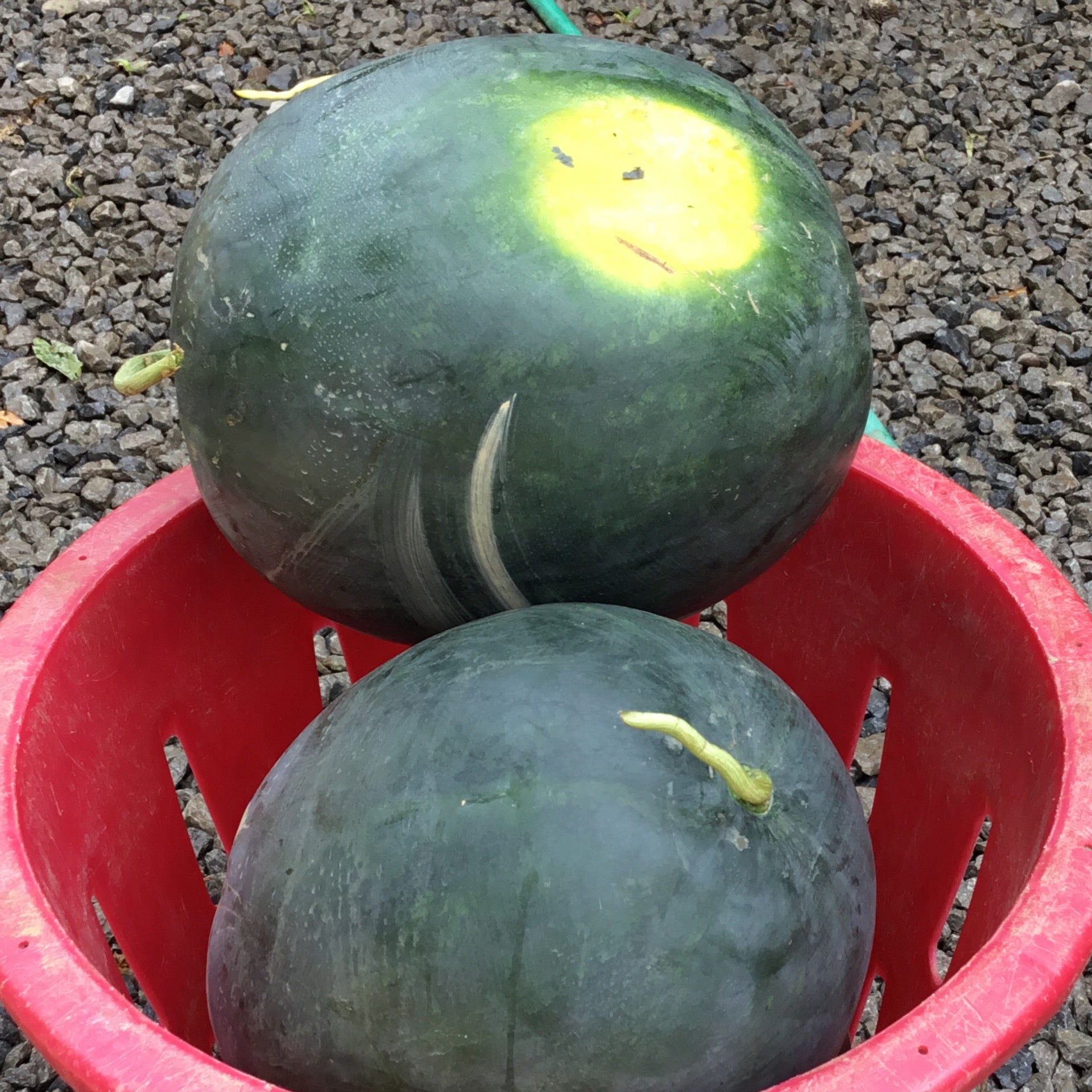 Seeded Watermelon | Ferris Farm Produce Inc